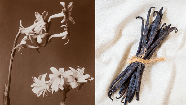 Tuberose Vanilla Aroma Spotlight – Carter + Jane